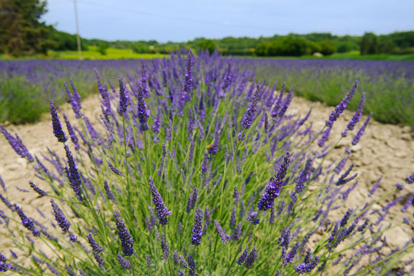 Lavender Hydrosol - Versatile: Calming. Burns, rashes. Shaving. Refres ...